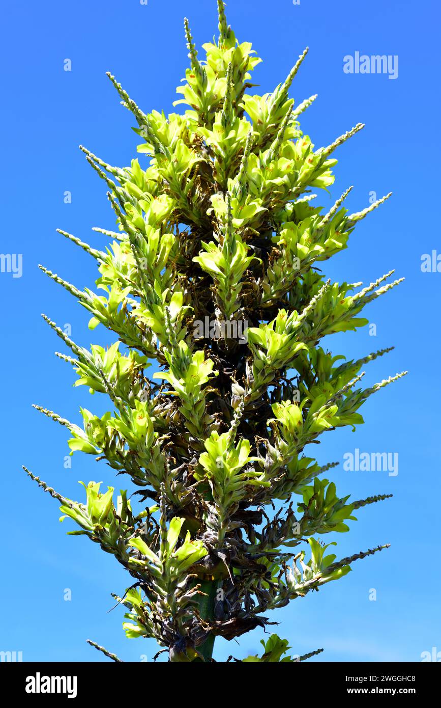 Chagual or pico espina (Puya chilensis) is a perennial plant native to ...