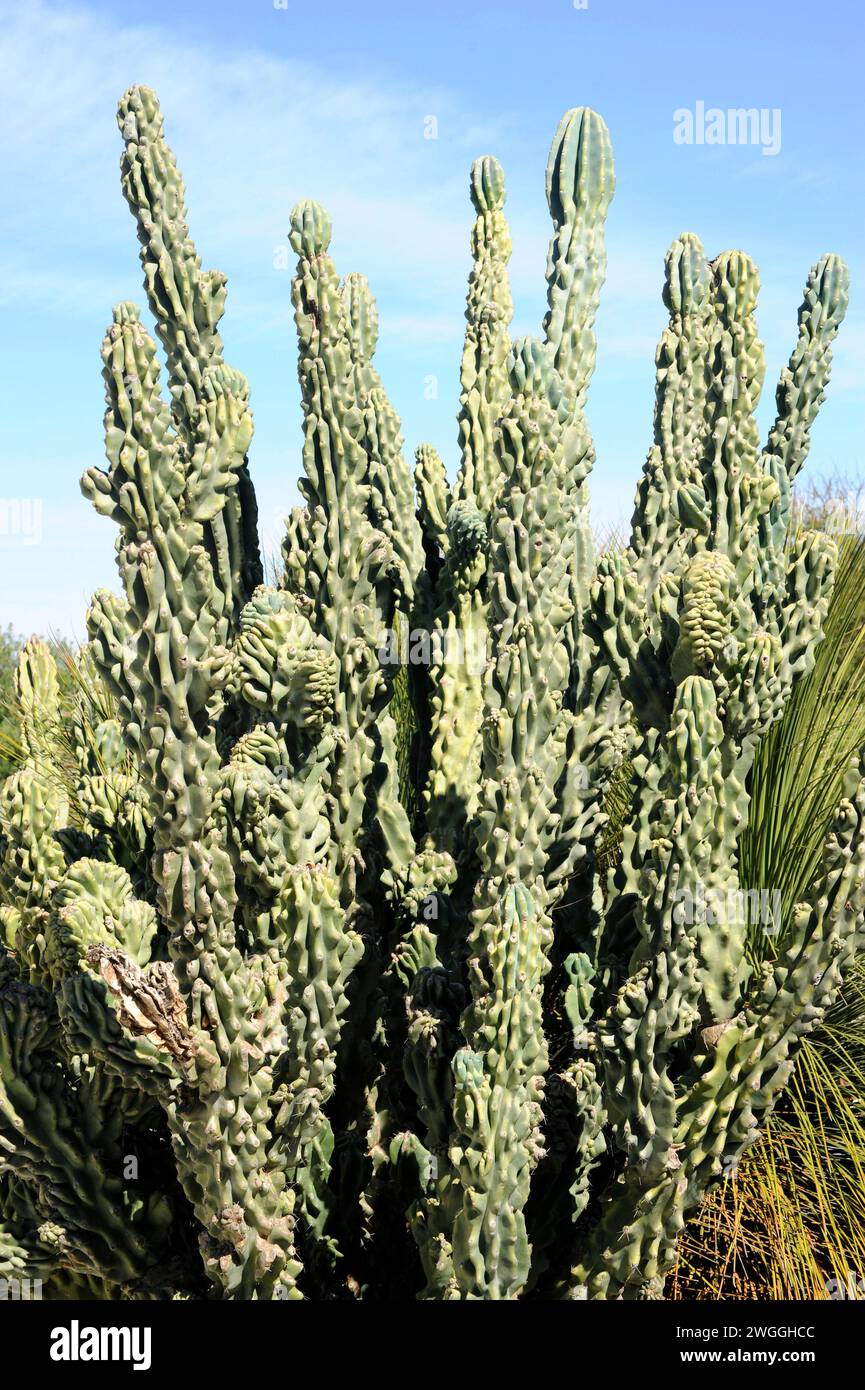 Cardon uruguayo (Cereus uruguayanus monstrosus, Cereus peruvianus ...