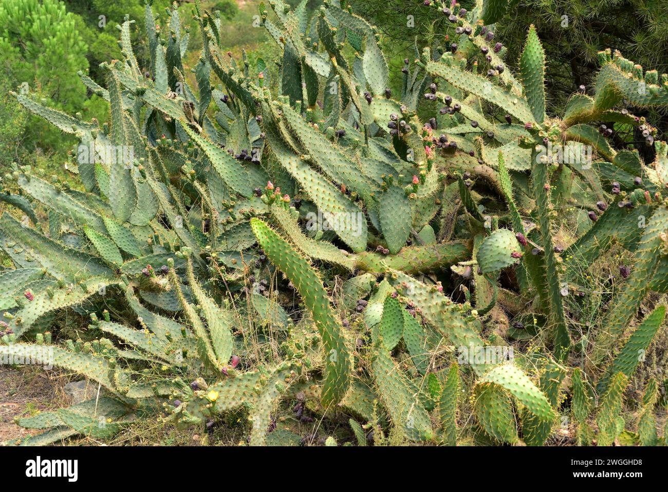 Opuntia engelmannii linguiformis hi-res stock photography and images ...