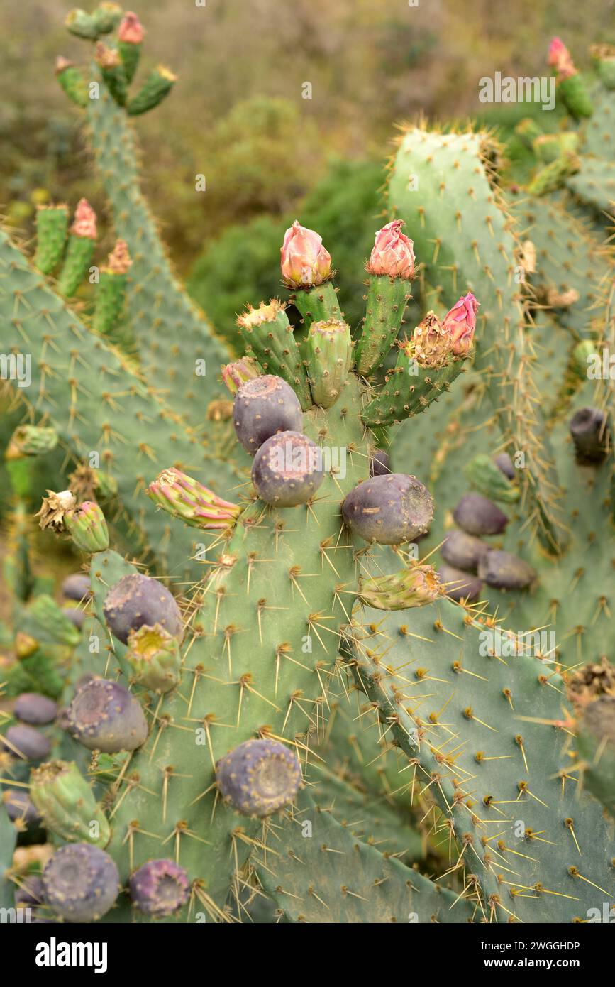 Texas native cactus hi-res stock photography and images - Alamy