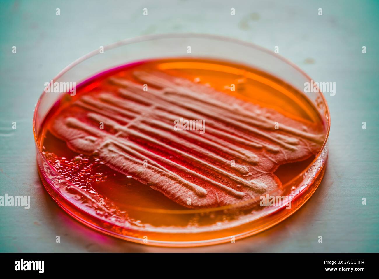 Bacteria colonies on agar hi-res stock photography and images - Alamy