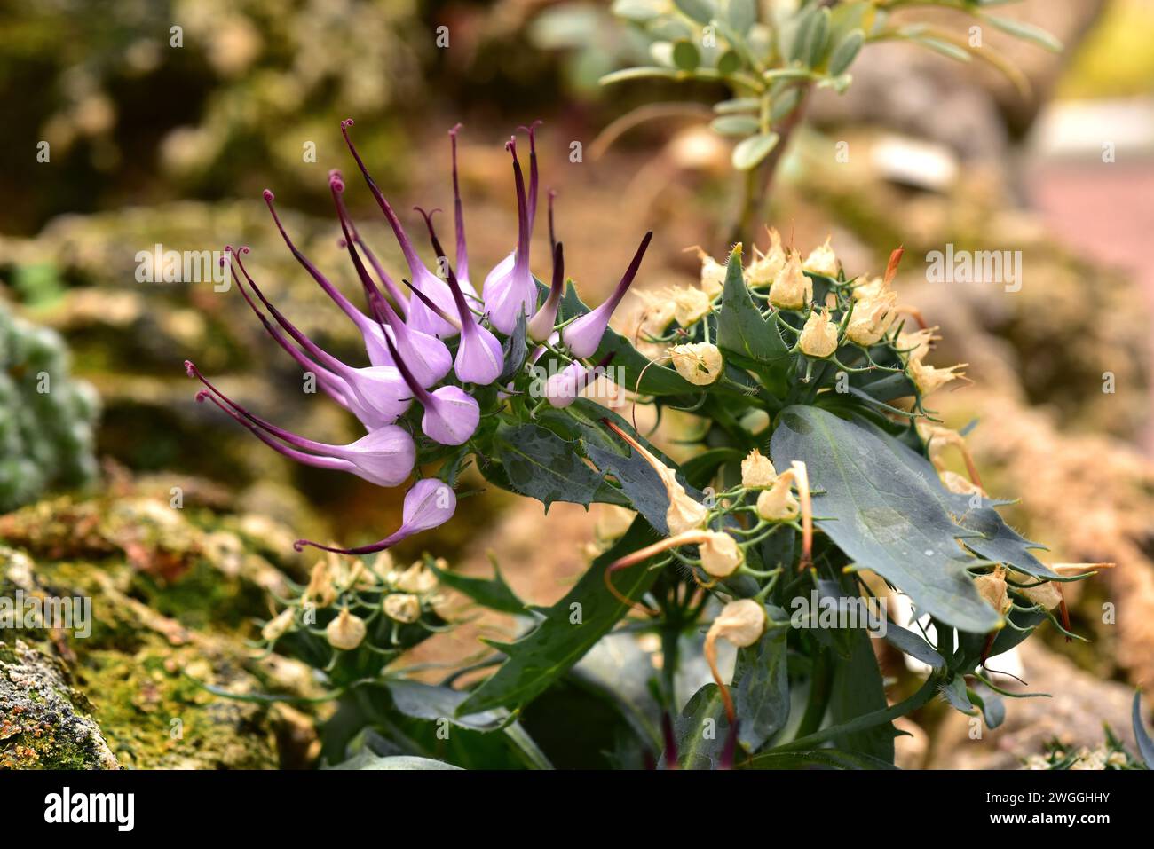 Tufted horned rampion (Physoplexis comosa or Phyteuma comosum) is a ...