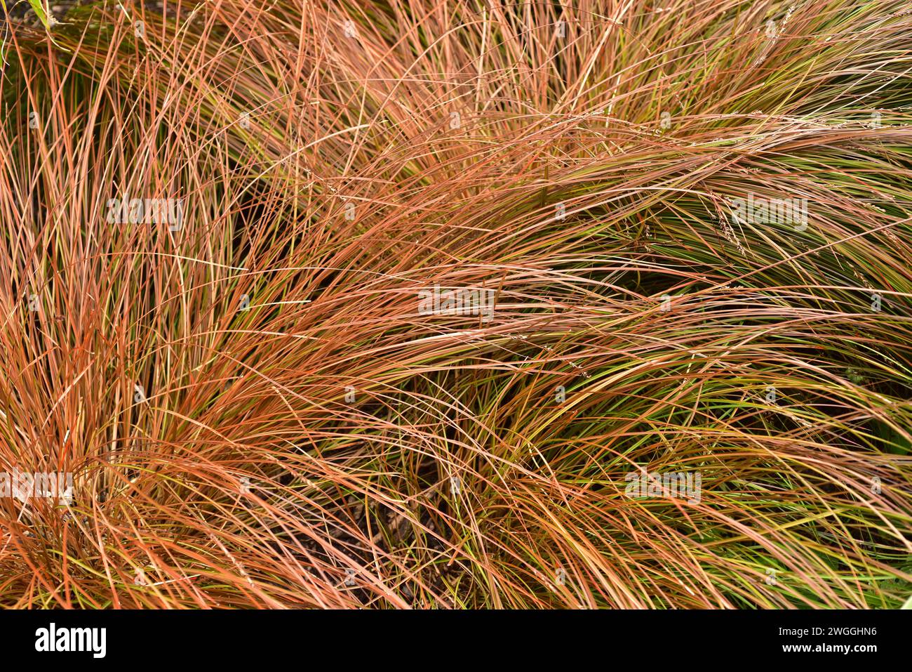 Weeping brown sedge (Carex flagellifera) is a perennial ornamental herb ...
