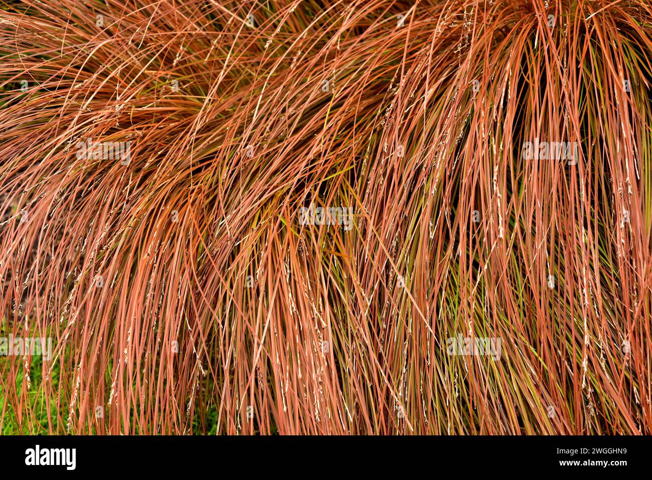 Weeping brown sedge (Carex flagellifera) is a perennial ornamental herb ...