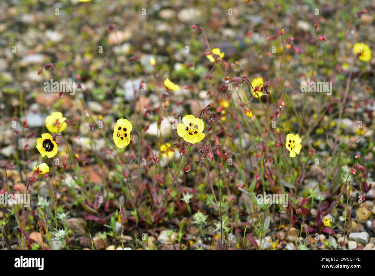 Spotted rock-rose (Tuberaria guttata or Helianthemum guttatum) is an ...