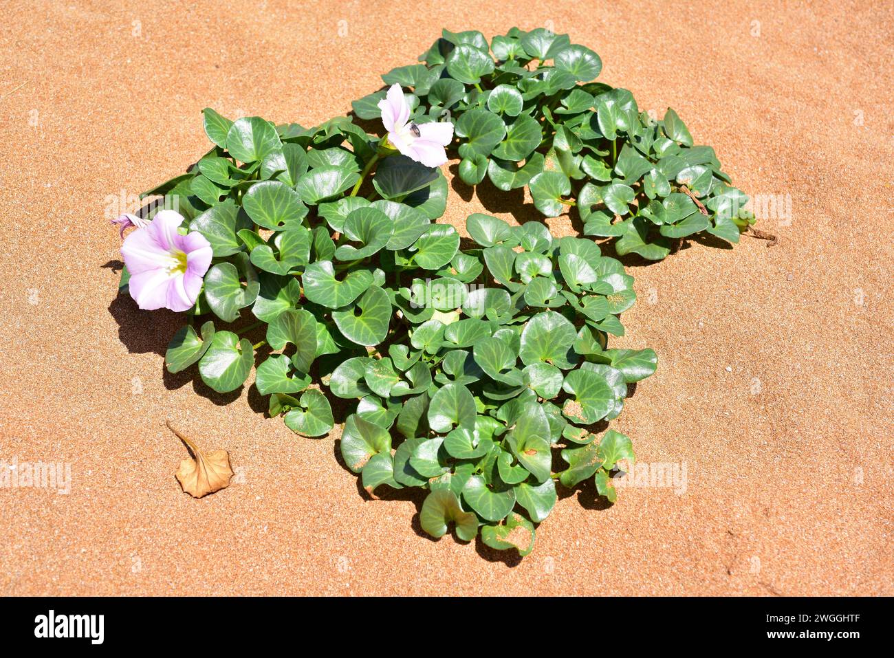 Beach morning glory or shore bindweed (Calystegia soldanella or ...