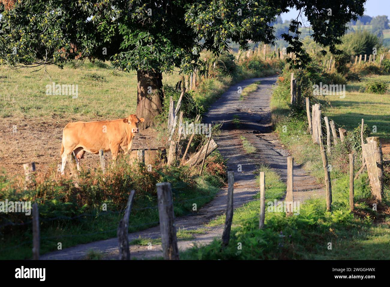 Limousin beef cows (mothers and young) in Corrèze in the Limousin ...