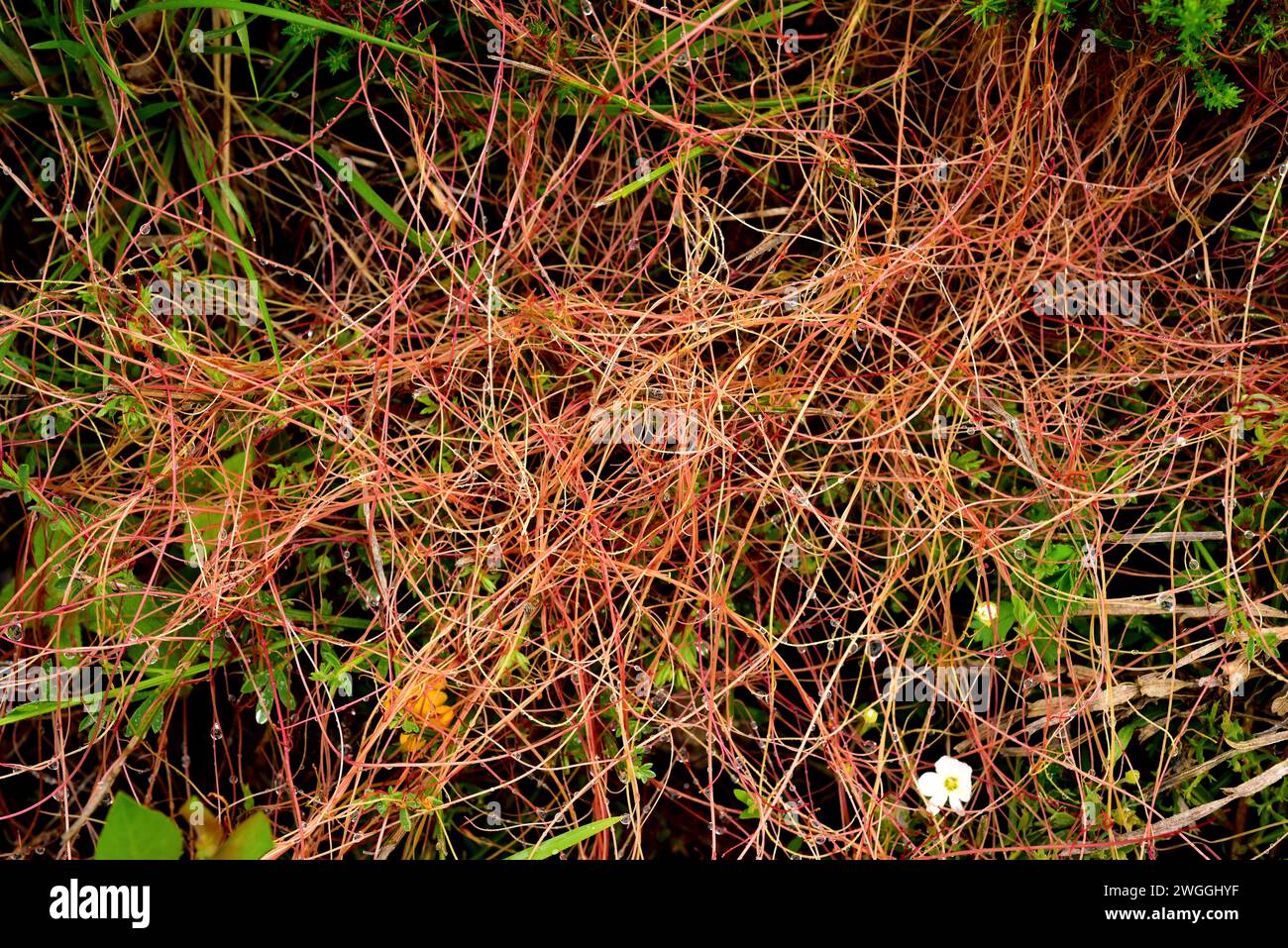 Greater dodder (Cuscuta europaea) is a parasitic plant native to Europe ...