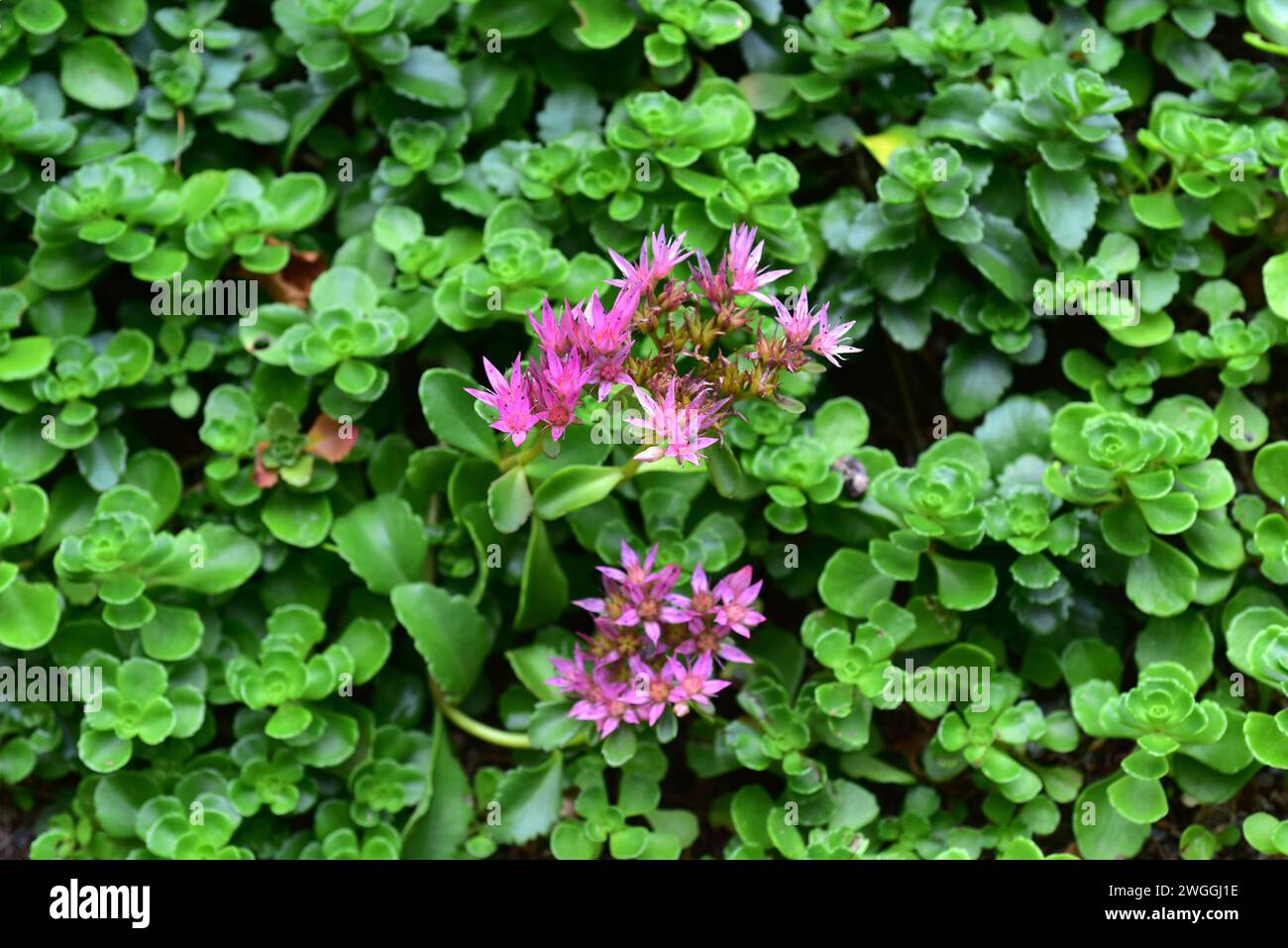 Caucasian stonecrop (Phedimus spurius) is a succulent plant native to ...