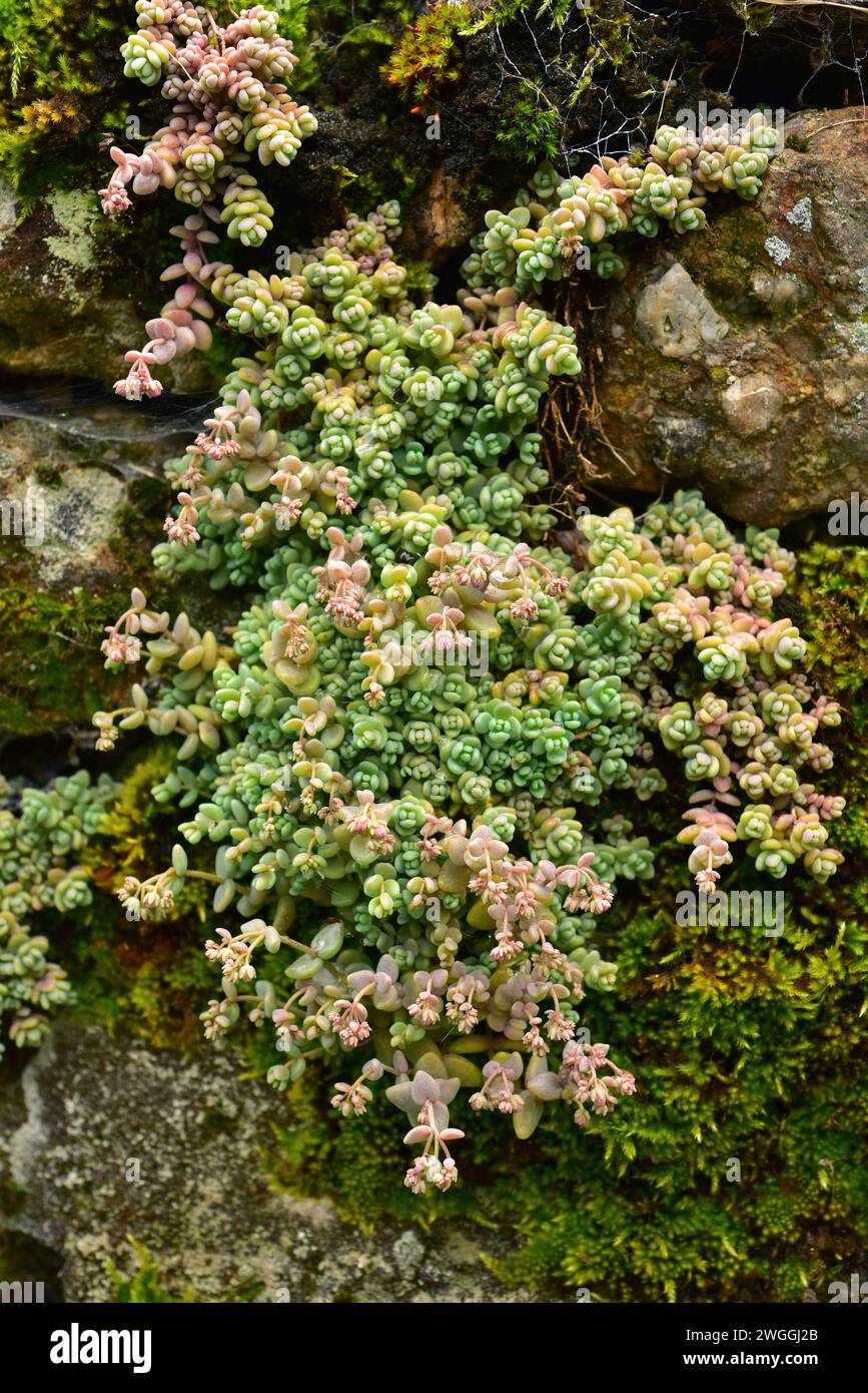 Thick-leaved stonecrop (Sedum dasyphyllum) is a small perennial plant ...