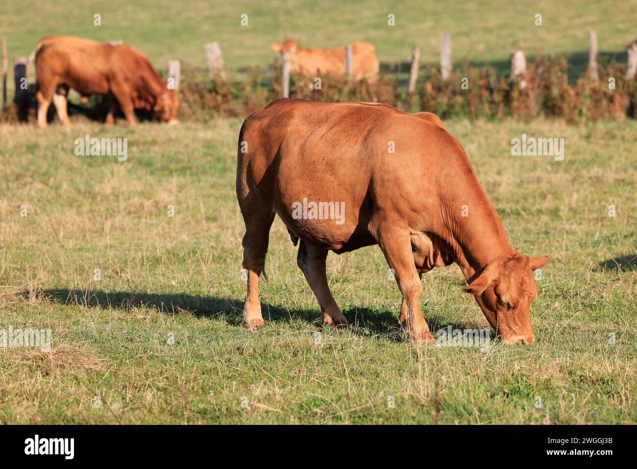 Cow reproduction hi-res stock photography and images - Alamy