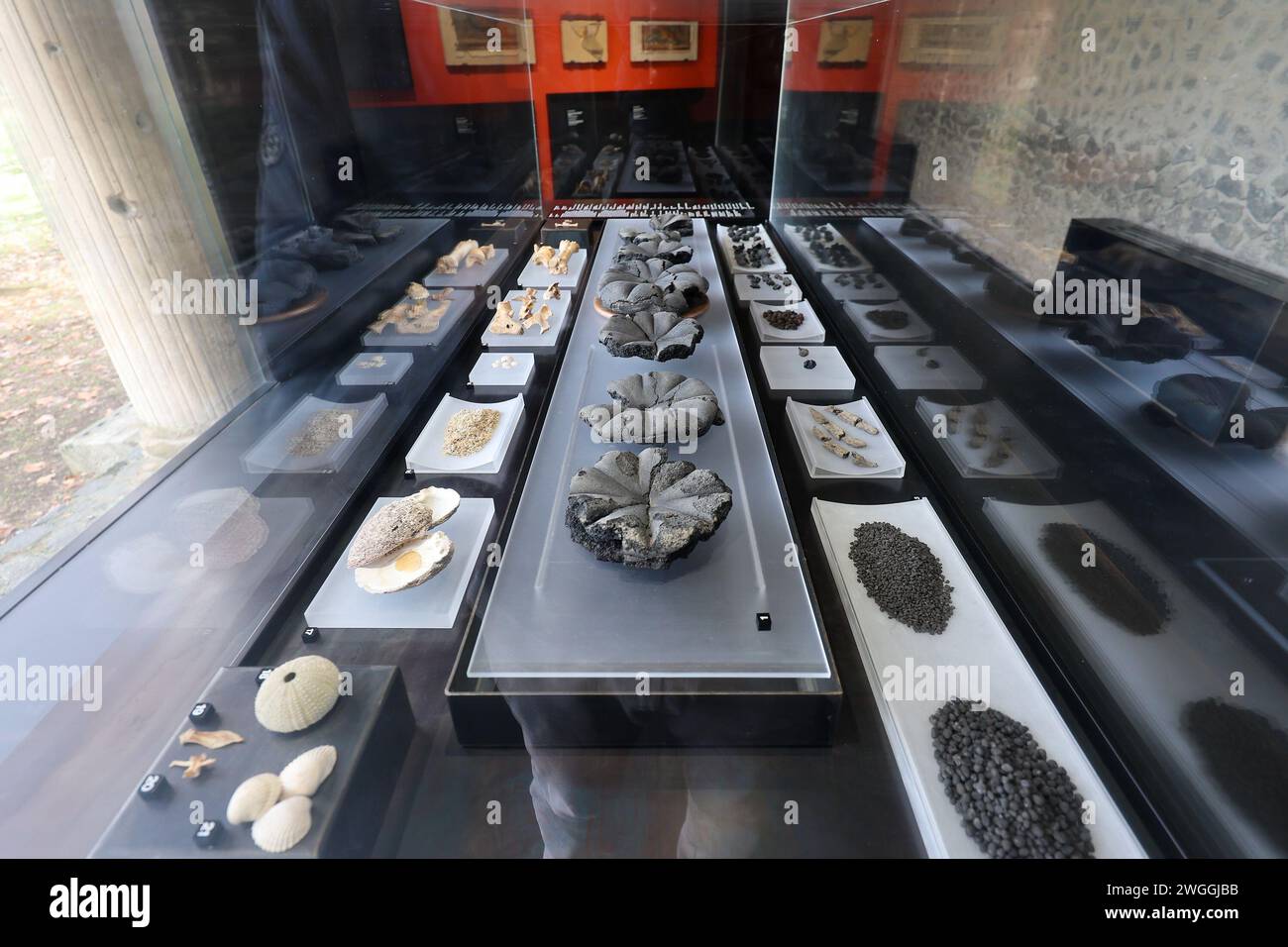 Food burned by the eruption of Vesuvius in 79 AD. in the exhibition The ...