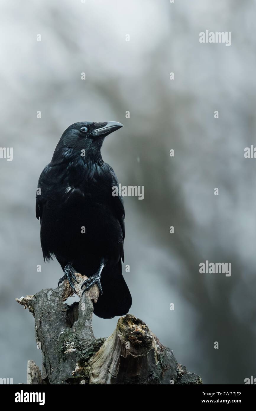 A crow perched on a withered log Stock Photo - Alamy