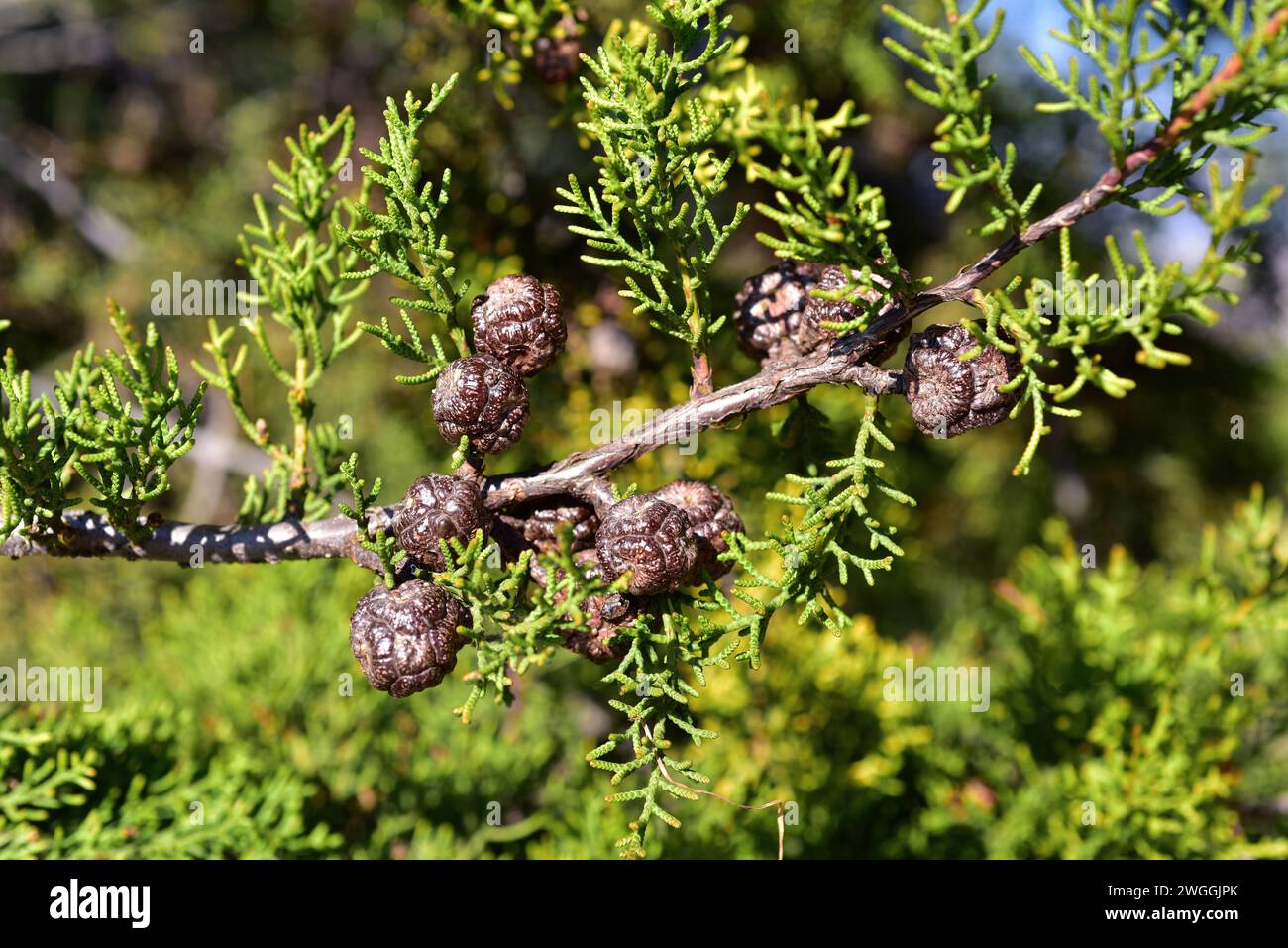 Forbes cypress (Cupressus forbesii or Hesperocyparis forbesii) is a ...