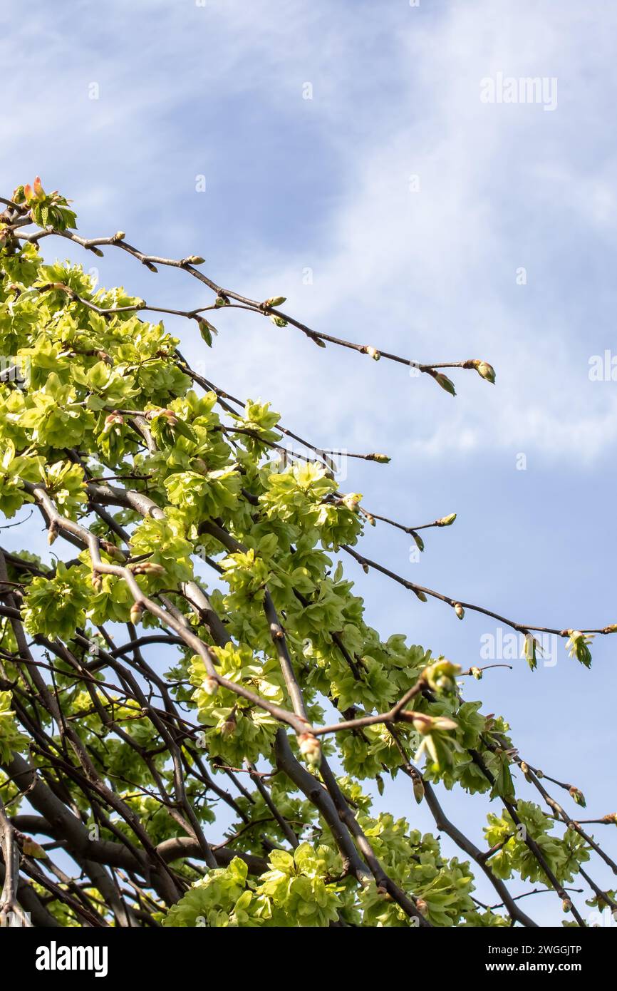 Hop tree hi-res stock photography and images - Alamy