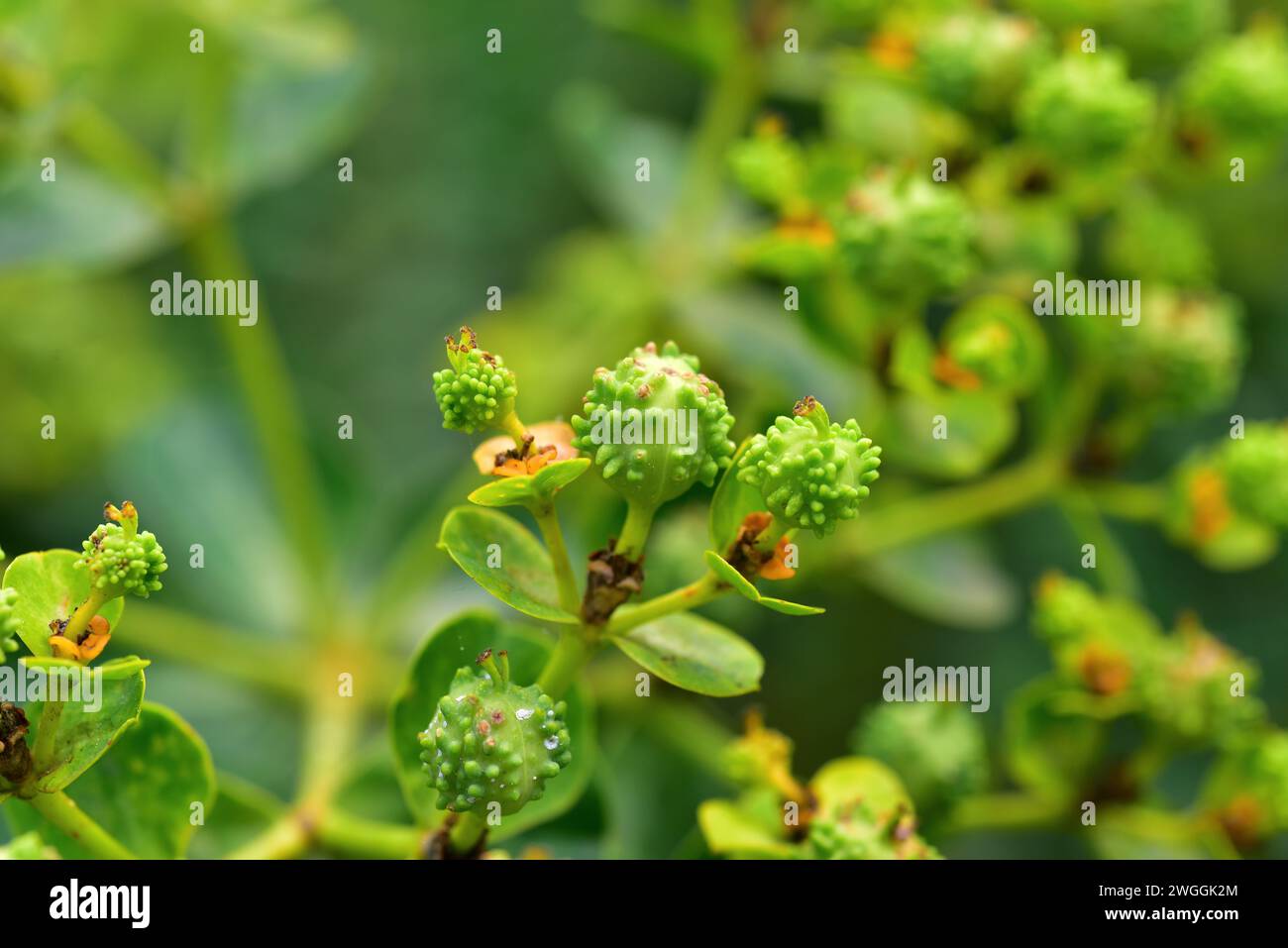 Euphorbia margalidiana hi-res stock photography and images - Alamy