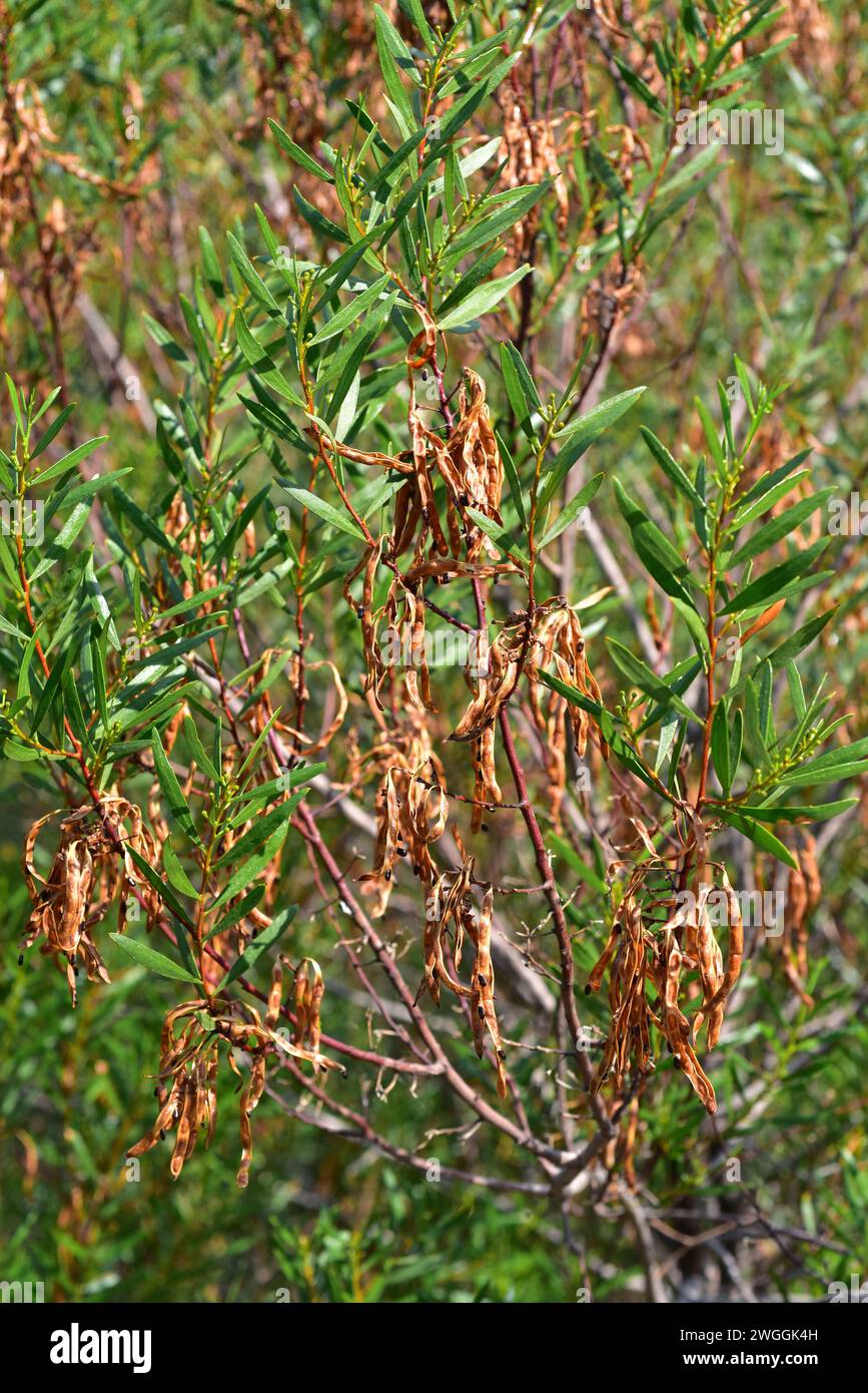 Hop leaved wattle or sticky wattle (Acacia dodonaeifolia or Acacia ...