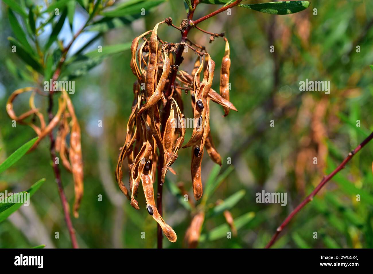 Hop leaved wattle or sticky wattle (Acacia dodonaeifolia or Acacia ...