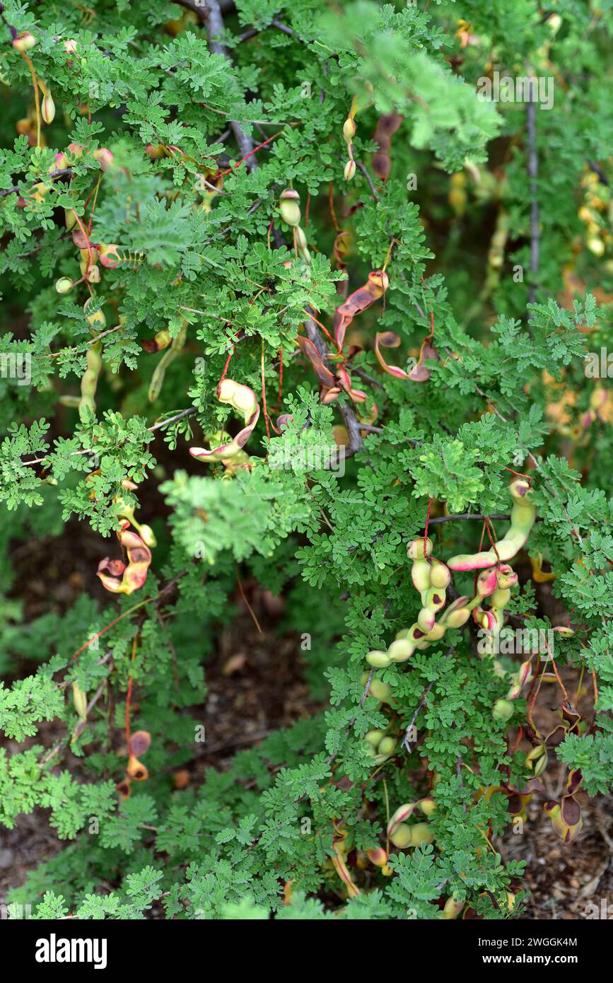 Mesquite leaves hi-res stock photography and images - Alamy