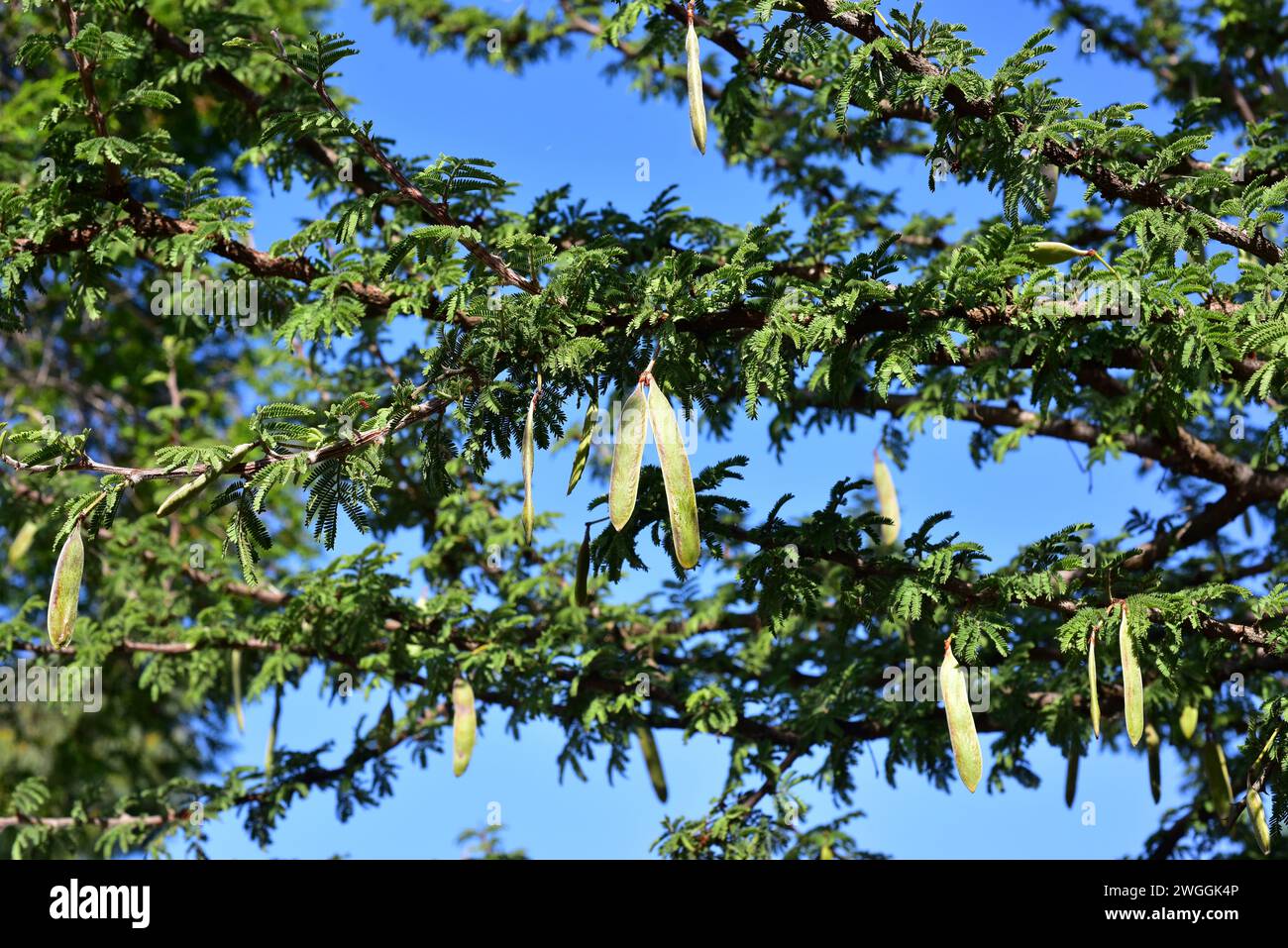 Vachellia luederitzii hi-res stock photography and images - Alamy