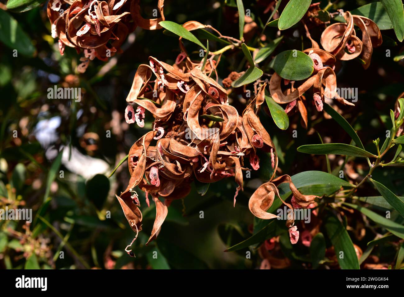 Australian blackwood, Tasmanian blackwood or blackwood acacia (Acacia ...