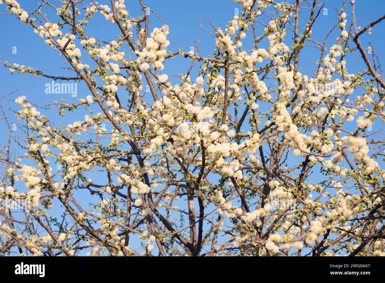 Blackthorn (Acacia mellifera or Senegalia mellifera) is a spiny shrub ...