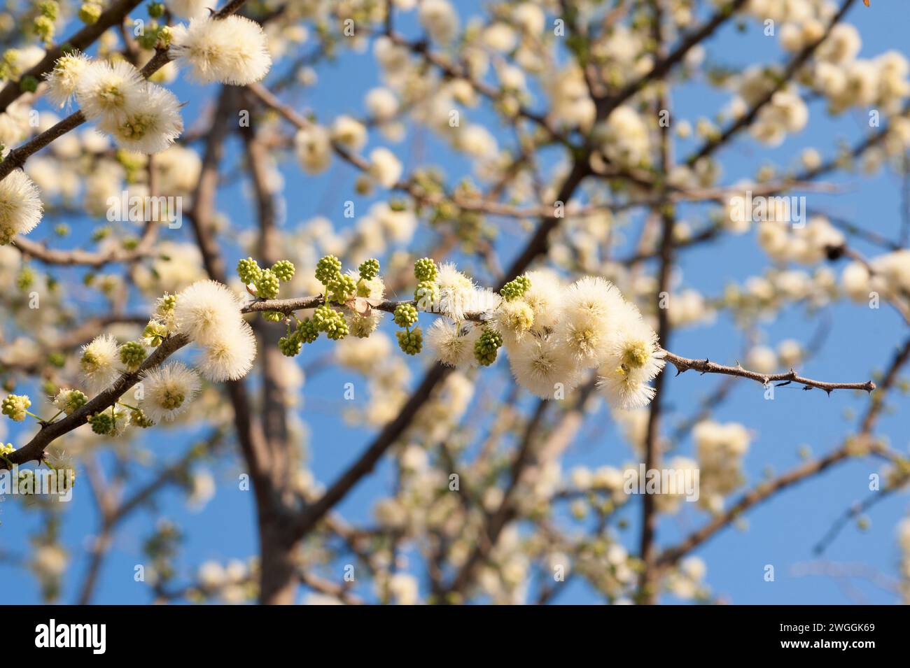 Blackthorn (Acacia mellifera or Senegalia mellifera) is a spiny shrub ...