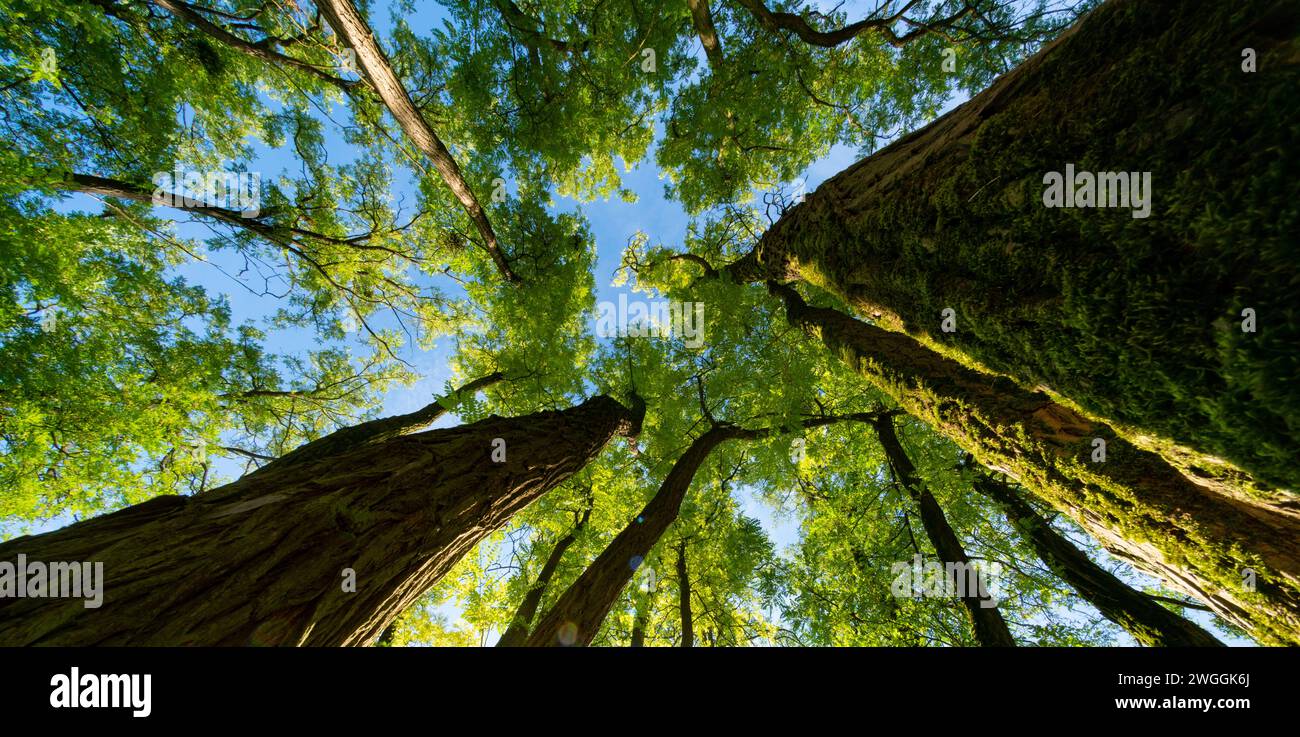 Canopy of foliage hi-res stock photography and images - Alamy