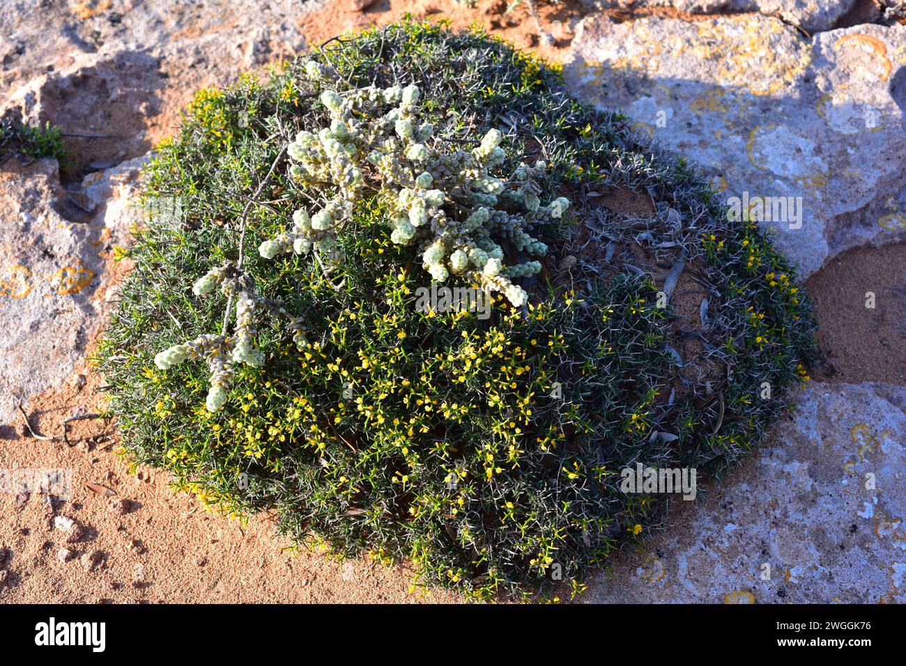 Socarrell gros (Anthyllis hystrix) is a spiny shrub endemic to Menorca ...