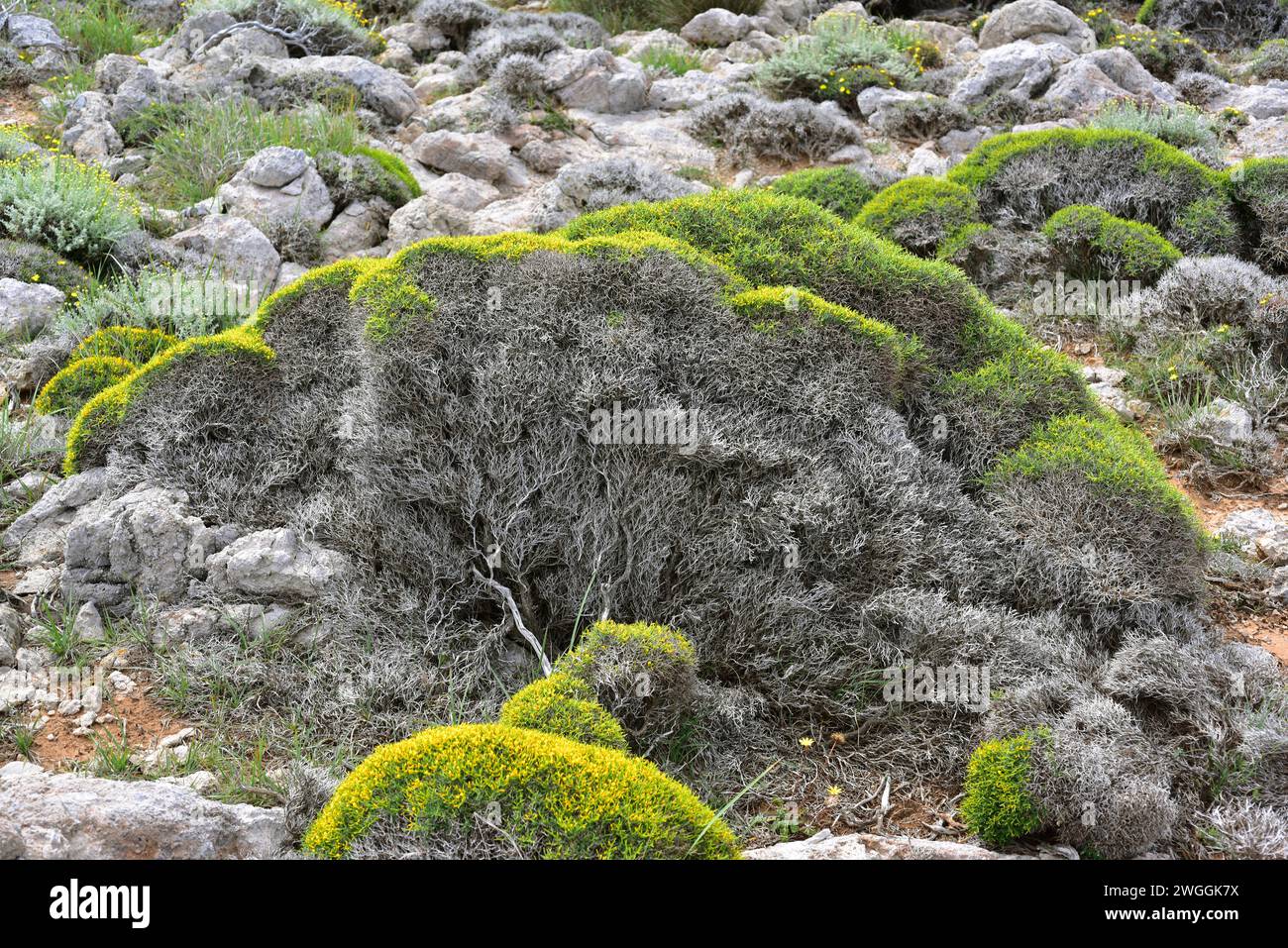 Socarrell gros (Anthyllis hystrix) is a spiny shrub endemic to Menorca ...
