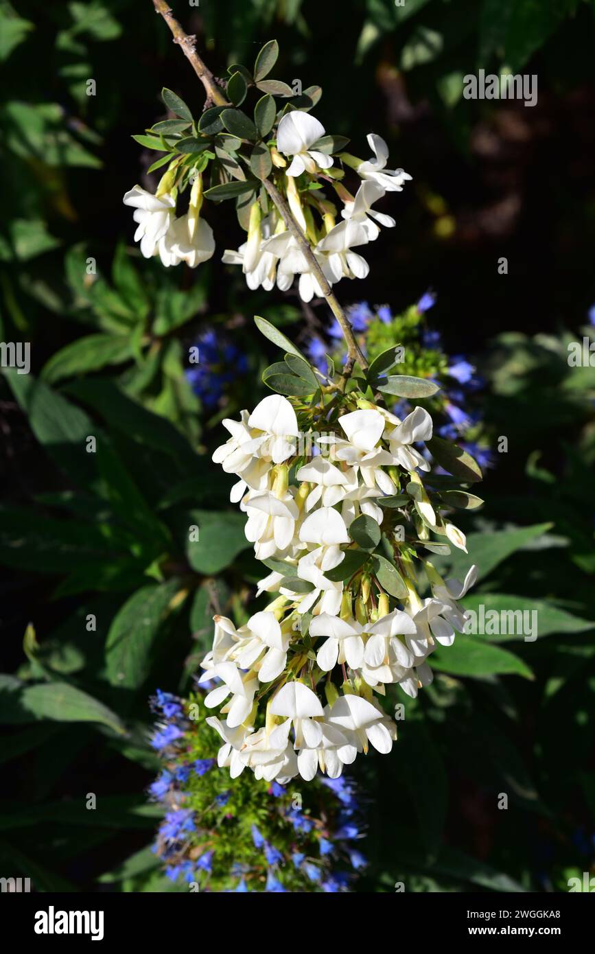 Tagasaste (Chamaecytisus proliferus or Cytisus proliferus) is an ...