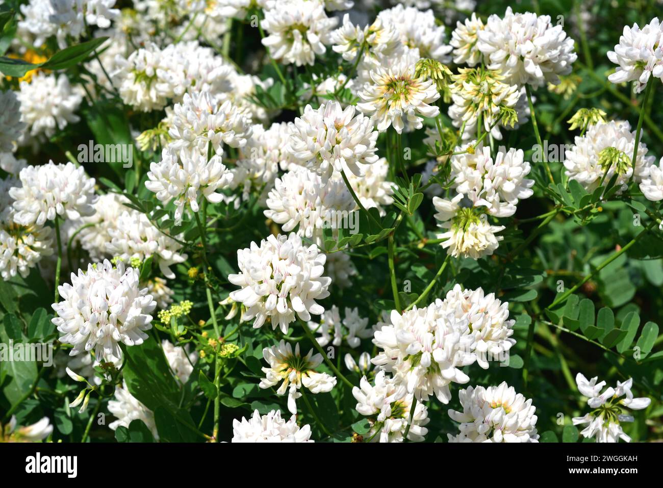 White crownvetch (Coronilla globosa or Securigera globosa) is a ...