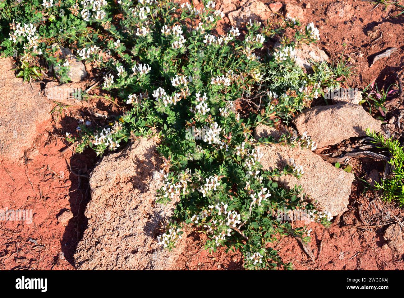 Hairy canary clover lotus hirsutus hi-res stock photography and images ...