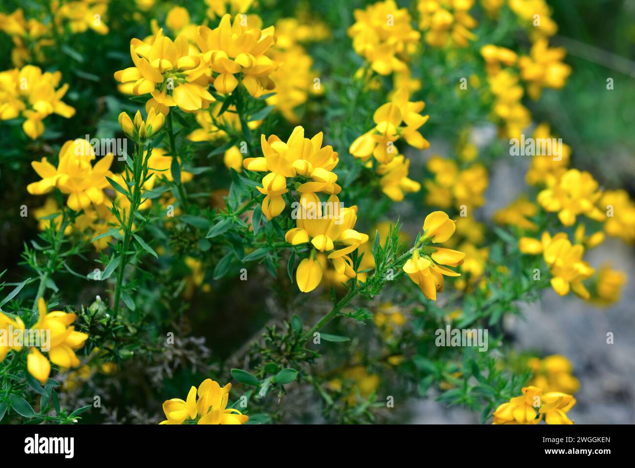 Spanish broom or spanish gorse (Genista hispanica) is a spiny shrub ...