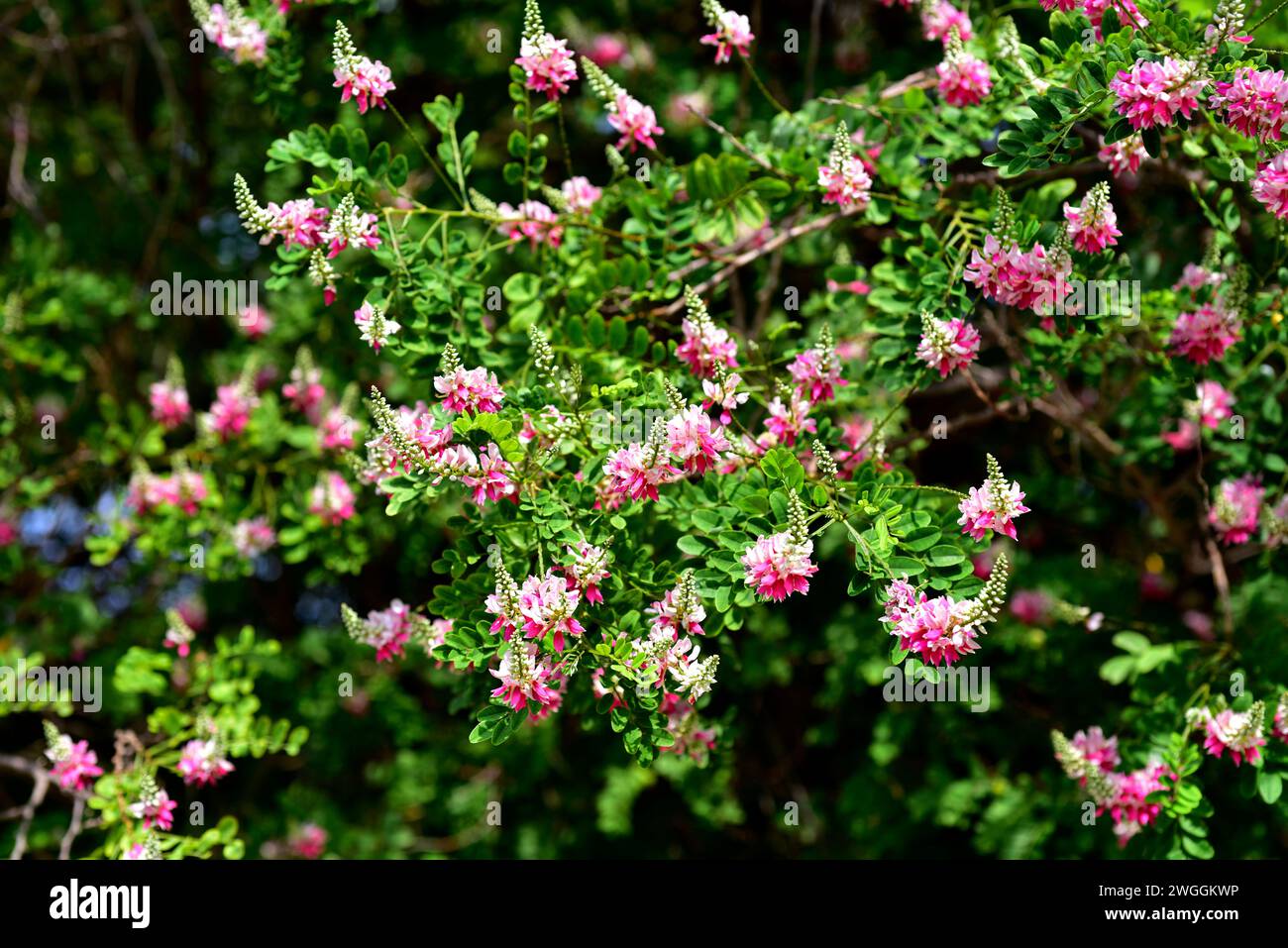 River indigo (Indigofera jucunda) is a medicinal shrub or small tree ...