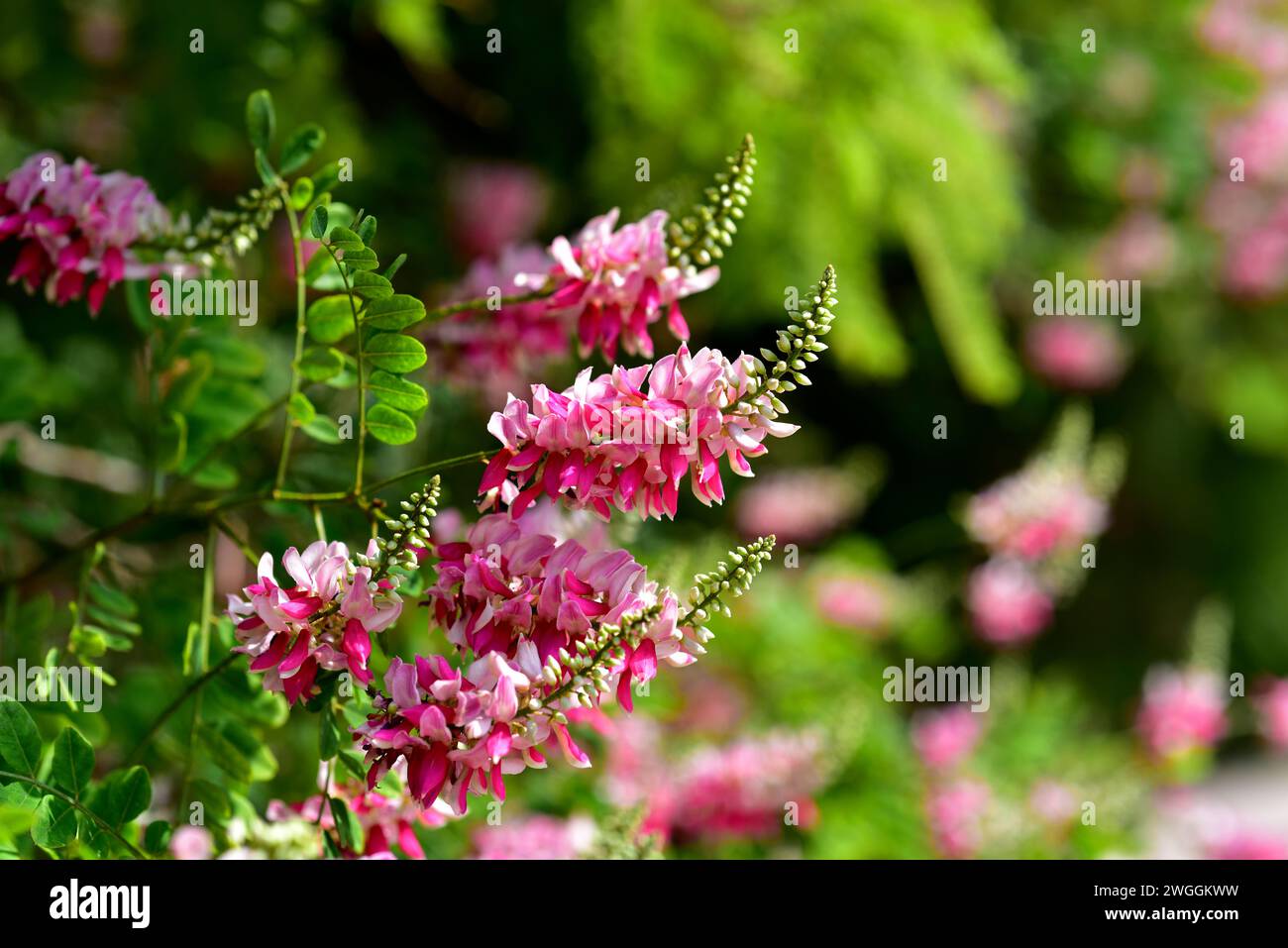 River indigo (Indigofera jucunda) is a medicinal shrub or small tree ...