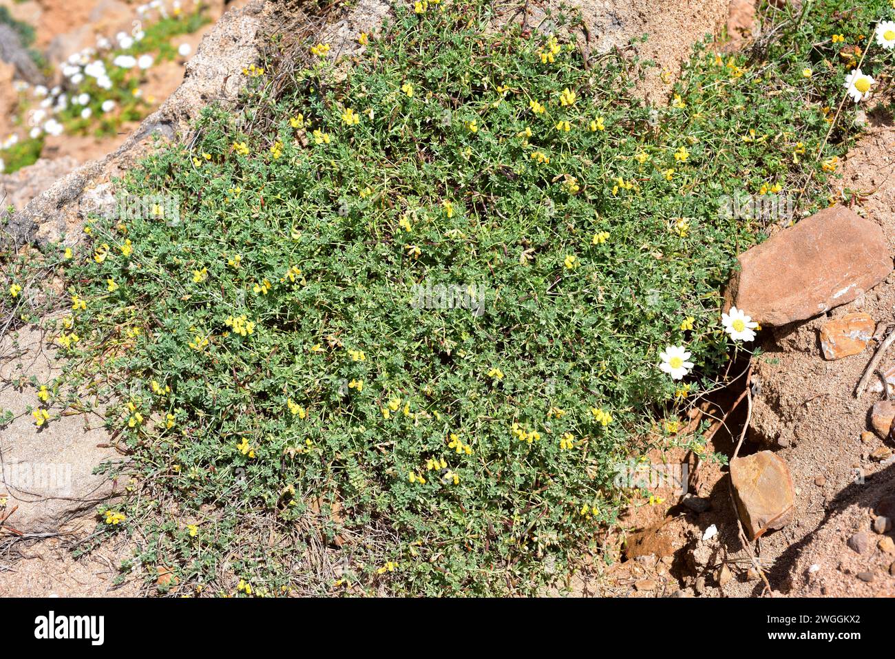 Bird's-foot trefoil (Lotus corniculatus) is a cosmopolitan perennial ...
