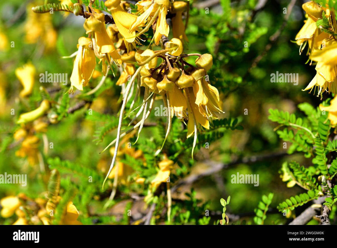Toromiro (Sophora toromiro) is a tree endemic to Easter Island and ...