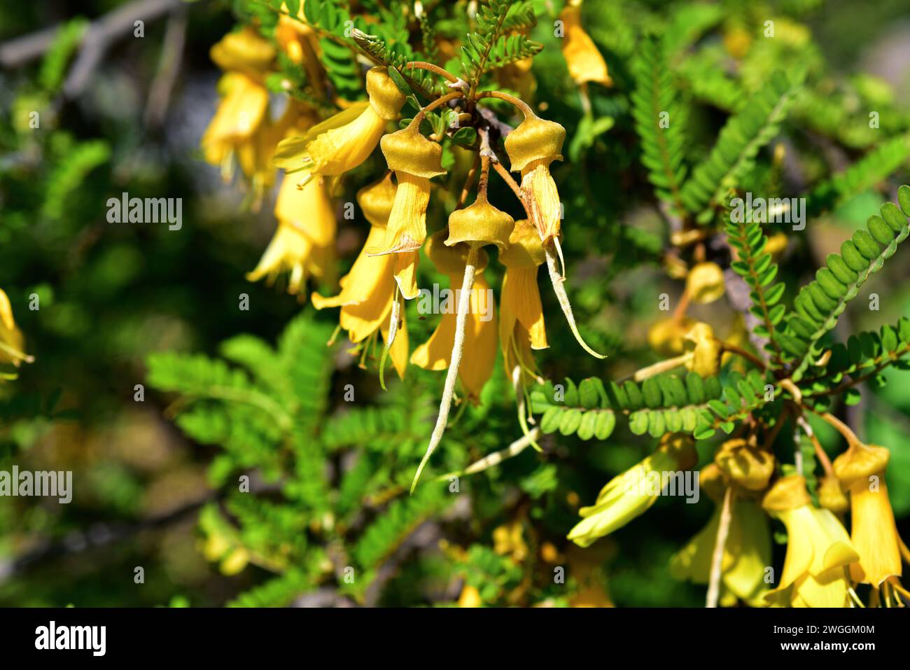 Sophora toromiro hi-res stock photography and images - Alamy