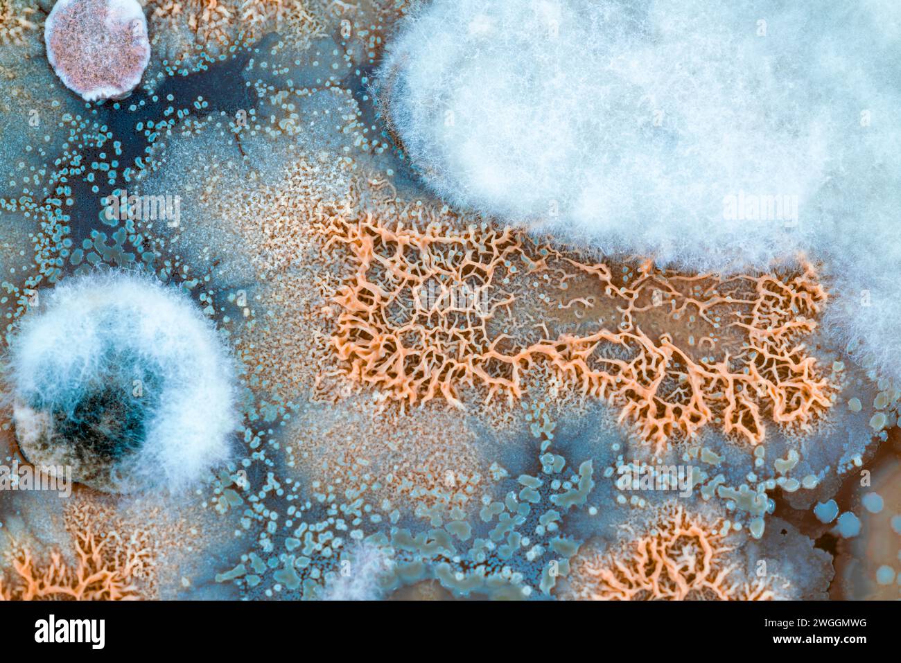 colonies of bacteria and microorganisms on the surface of agar and wind ...