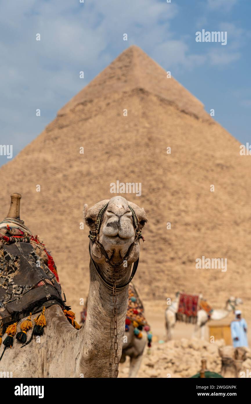 Gold camel statue hi-res stock photography and images - Alamy