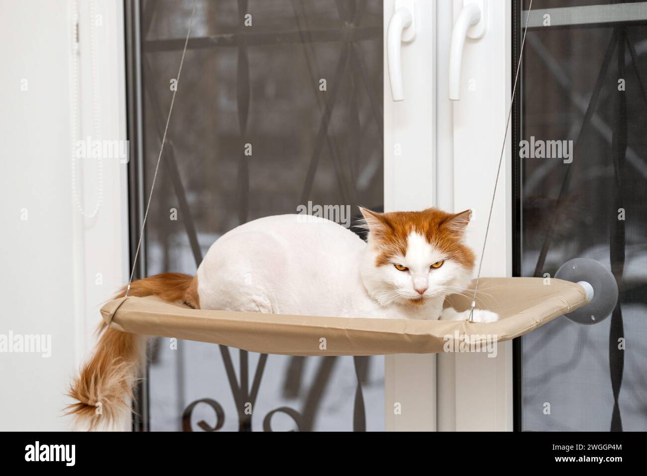 domestic cat lies in a hanging bed. hanging cat bed installed on the ...