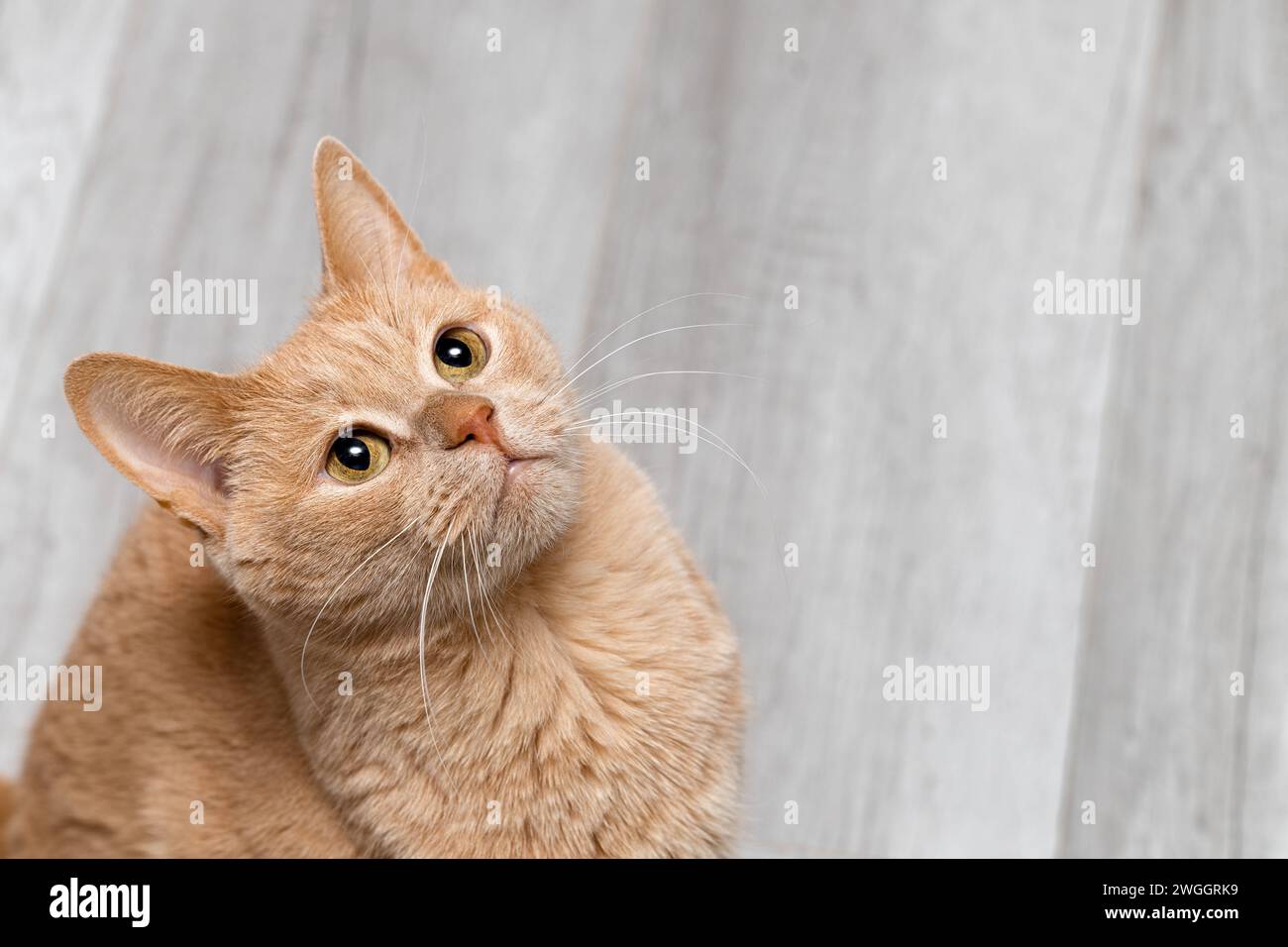 beautiful cat looks up with her eyes wide open. cat isolate. fawn cat ...