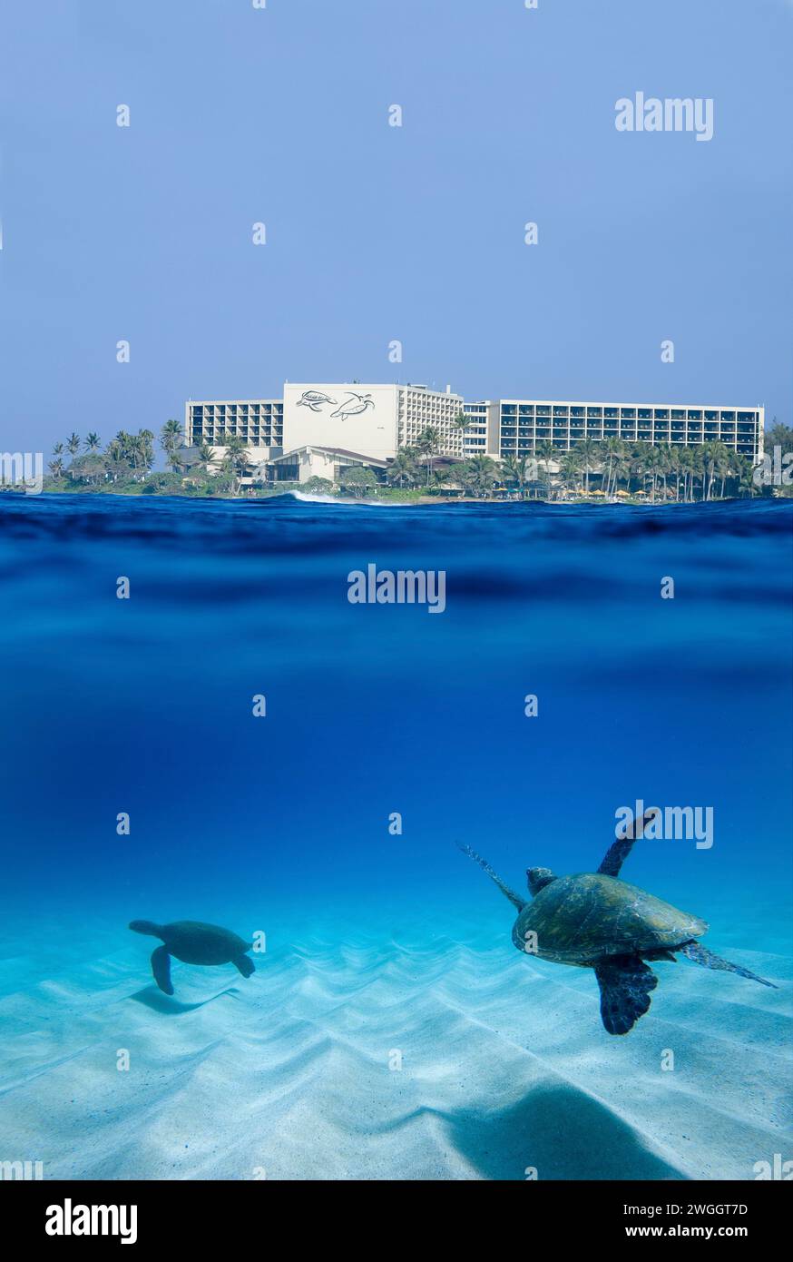 Hawaii turtle bay oahu hi-res stock photography and images - Alamy