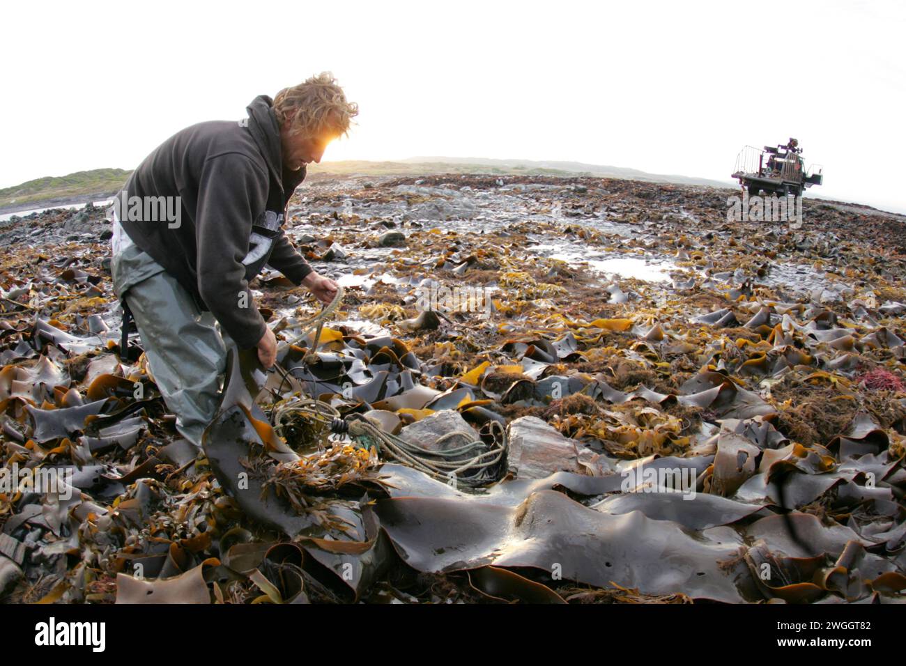 Kelp farming on King Island, Australia Stock Photo - Alamy