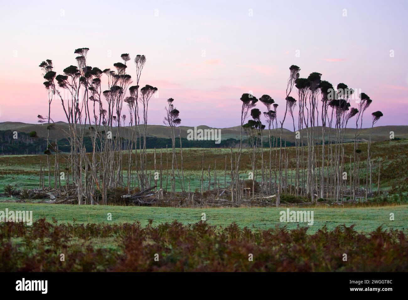 Tea trees against the morning sky, Tasmania, Australia Stock Photo - Alamy
