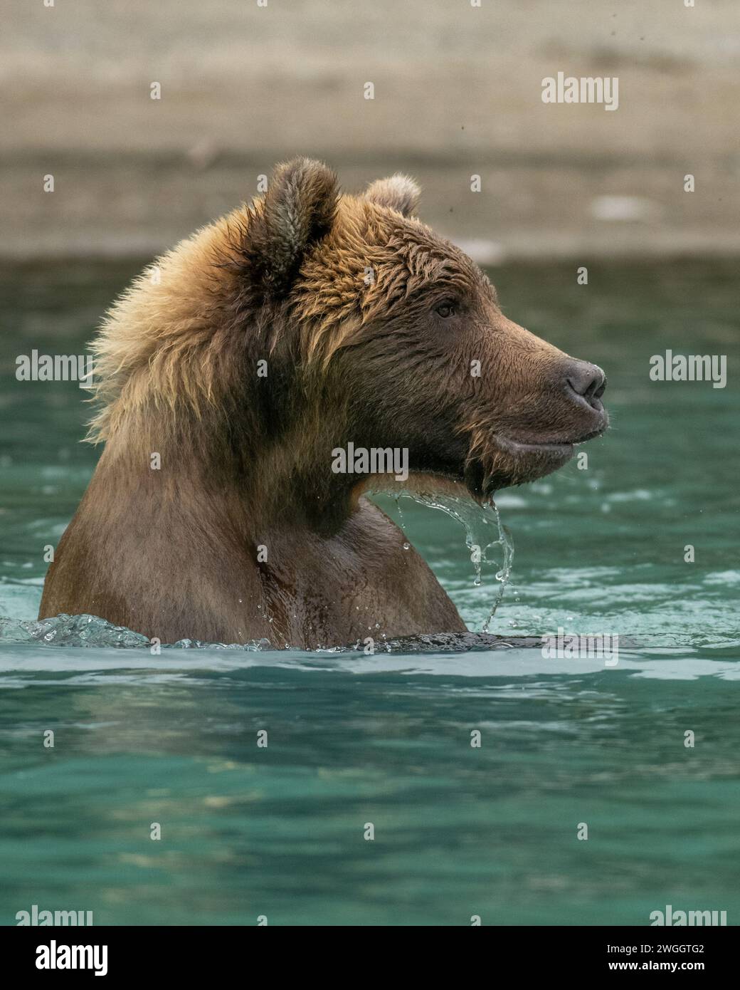 Handsome dude in water ALASKA IMPACTFUL images of a grizzly bear taken ...