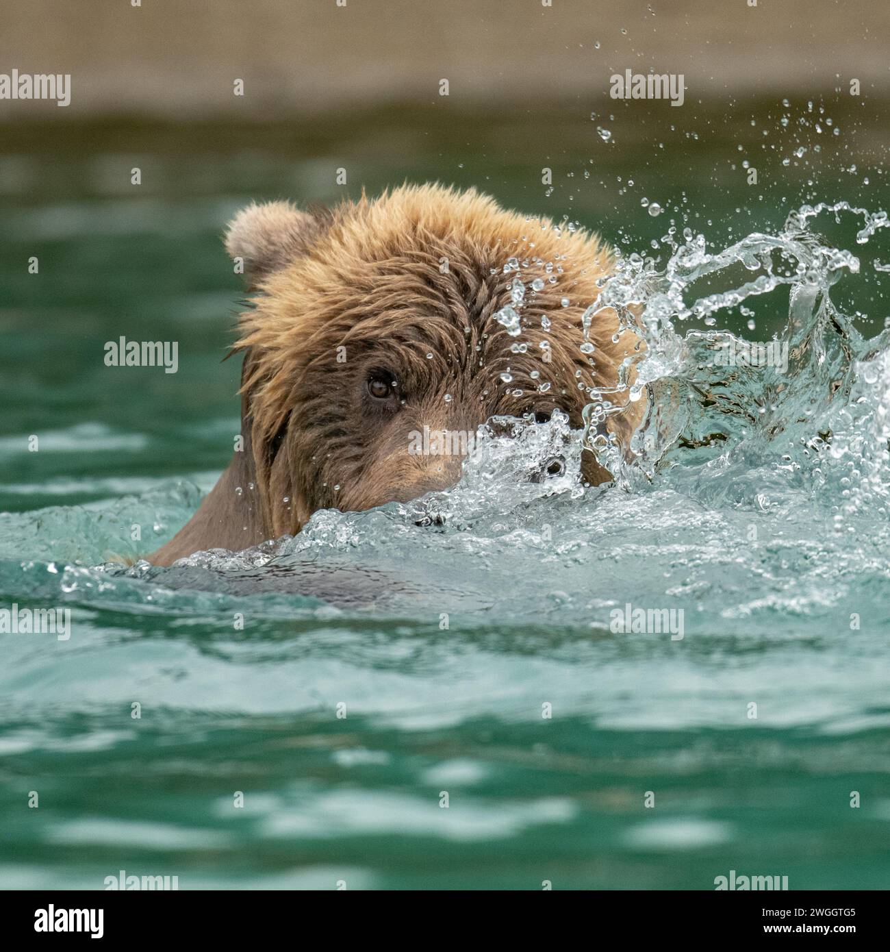 Making a splash ALASKA IMPACTFUL images of a grizzly bear taken a bath ...