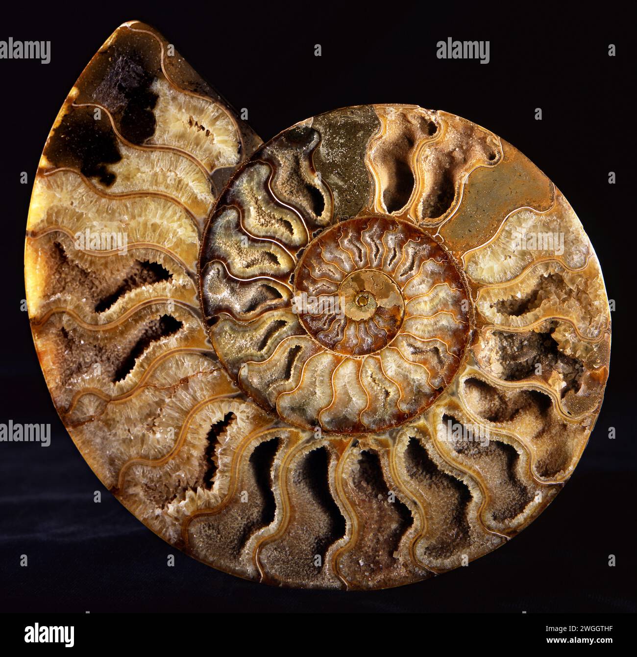 crystalized, fossilized nautilus shell Stock Photo - Alamy