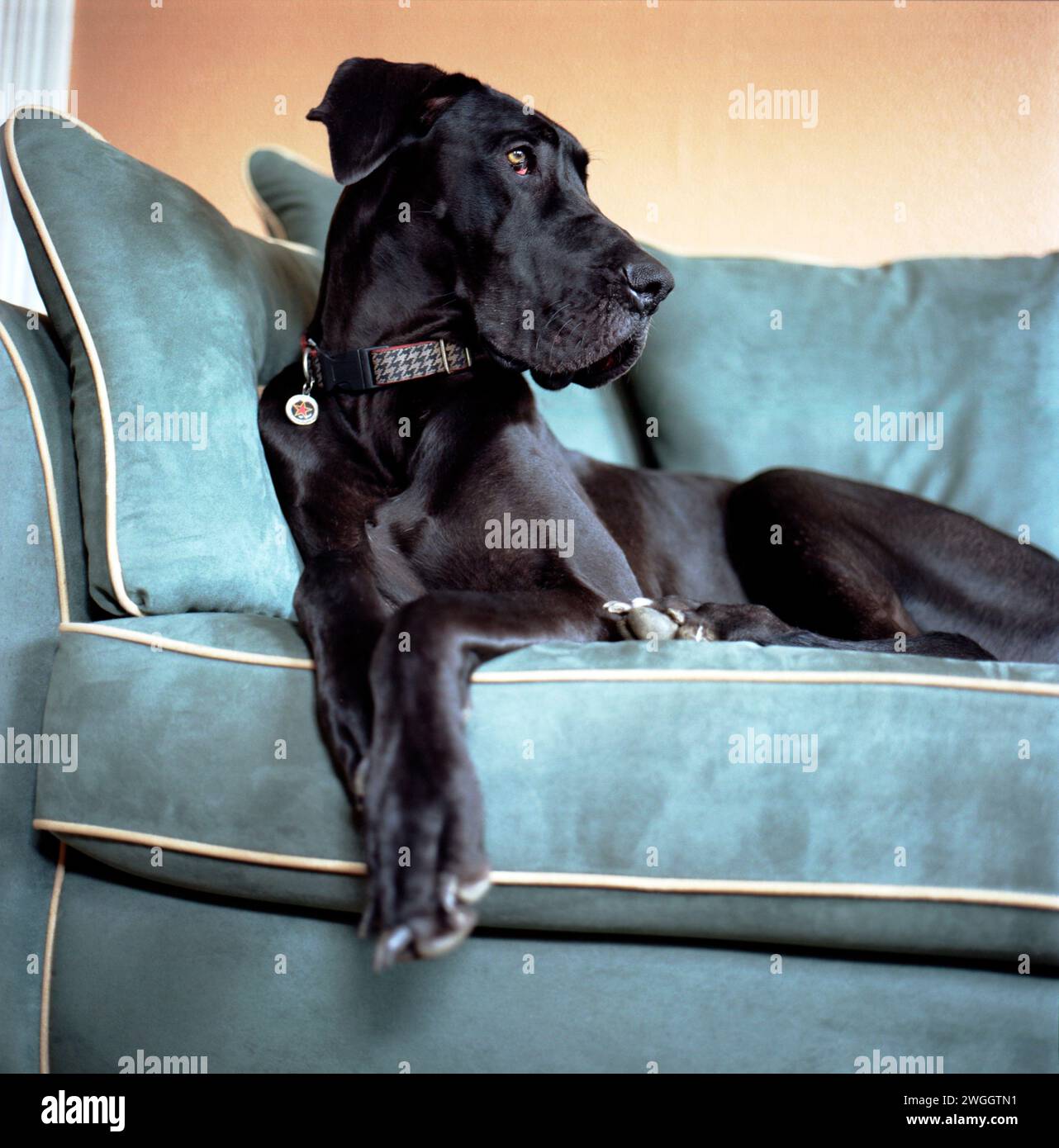 Great Dane Cartoon Desktop Wallpaper
